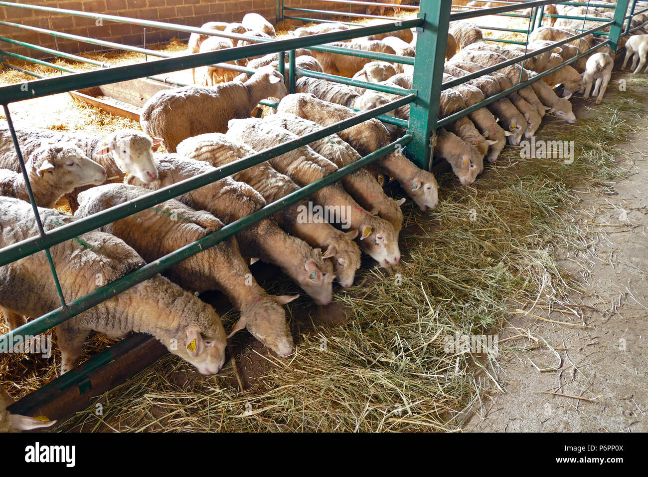 Sheep for breeding Stock Photo - Alamy