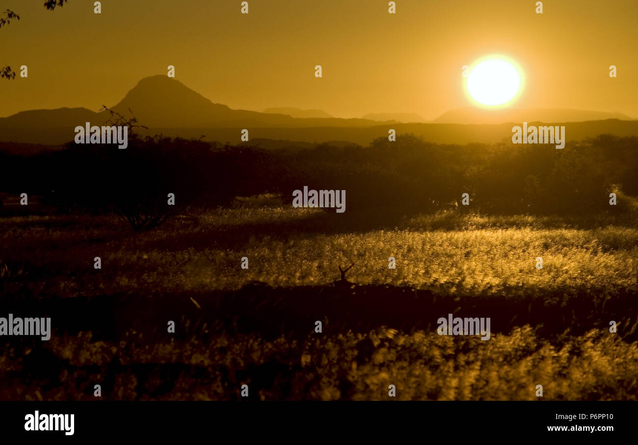 Sunset in savannah over the Wheat Field. Late Evening photo Shoot in ...