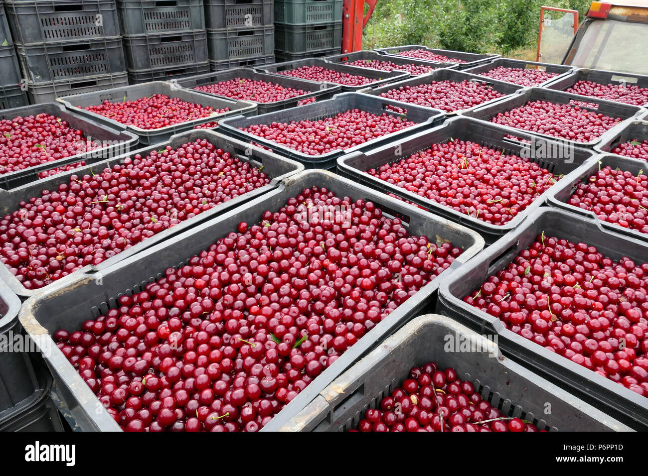 Cherry plantations during the harvest Stock Photo - Alamy