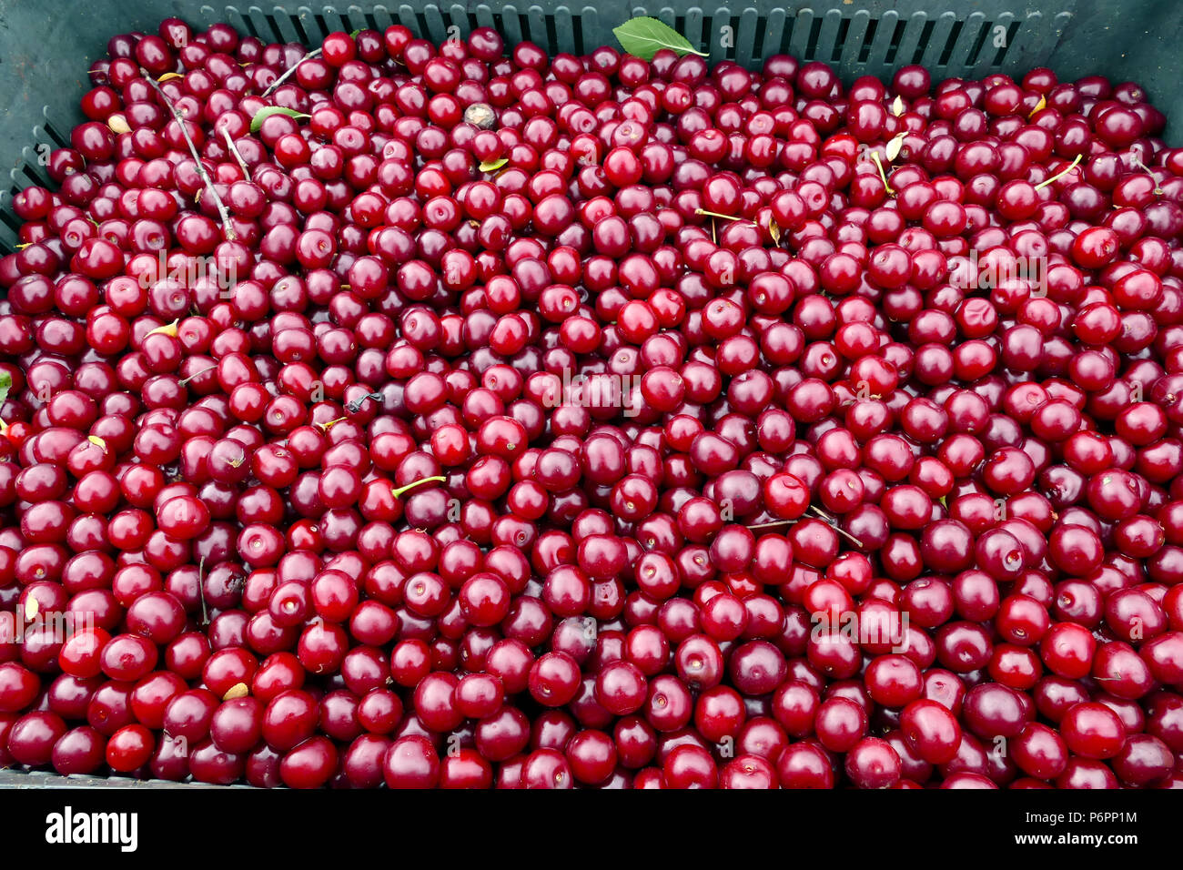 Cherry pick hi-res stock photography and images - Alamy