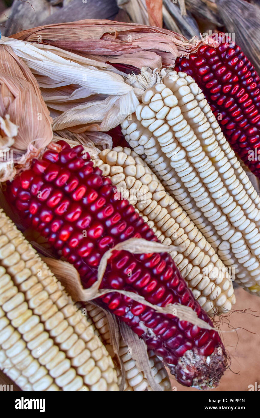 Colored corn cobs Stock Photo - Alamy