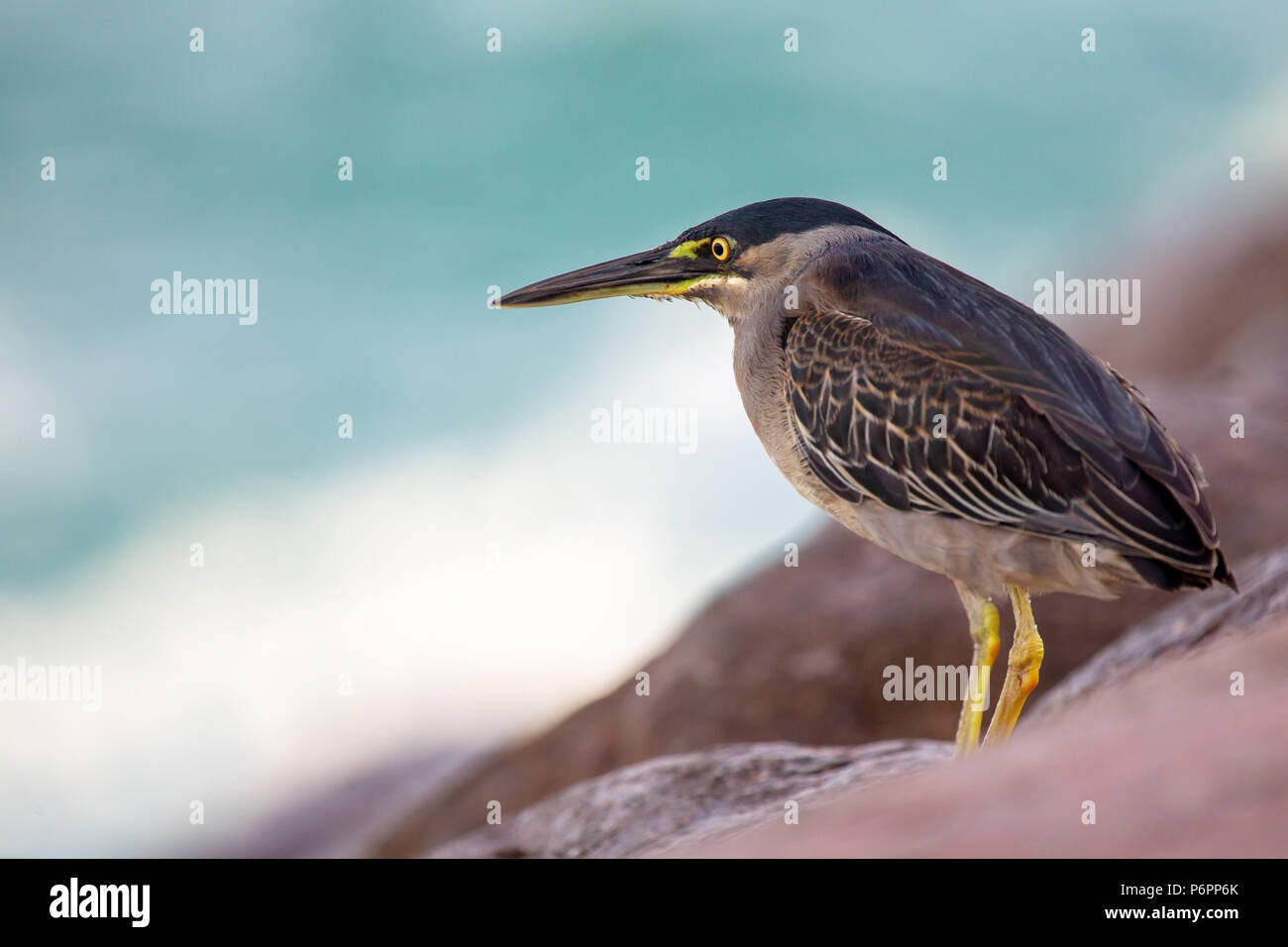 Striated Heron (Butorides striata) sitting on the rocks at the coast of ...