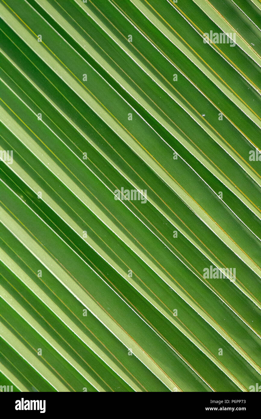 Seychelles pattern hi-res stock photography and images - Alamy