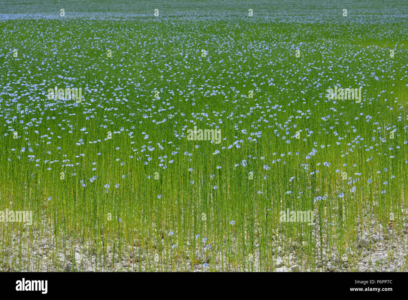 Linseed flowers hi-res stock photography and images - Alamy