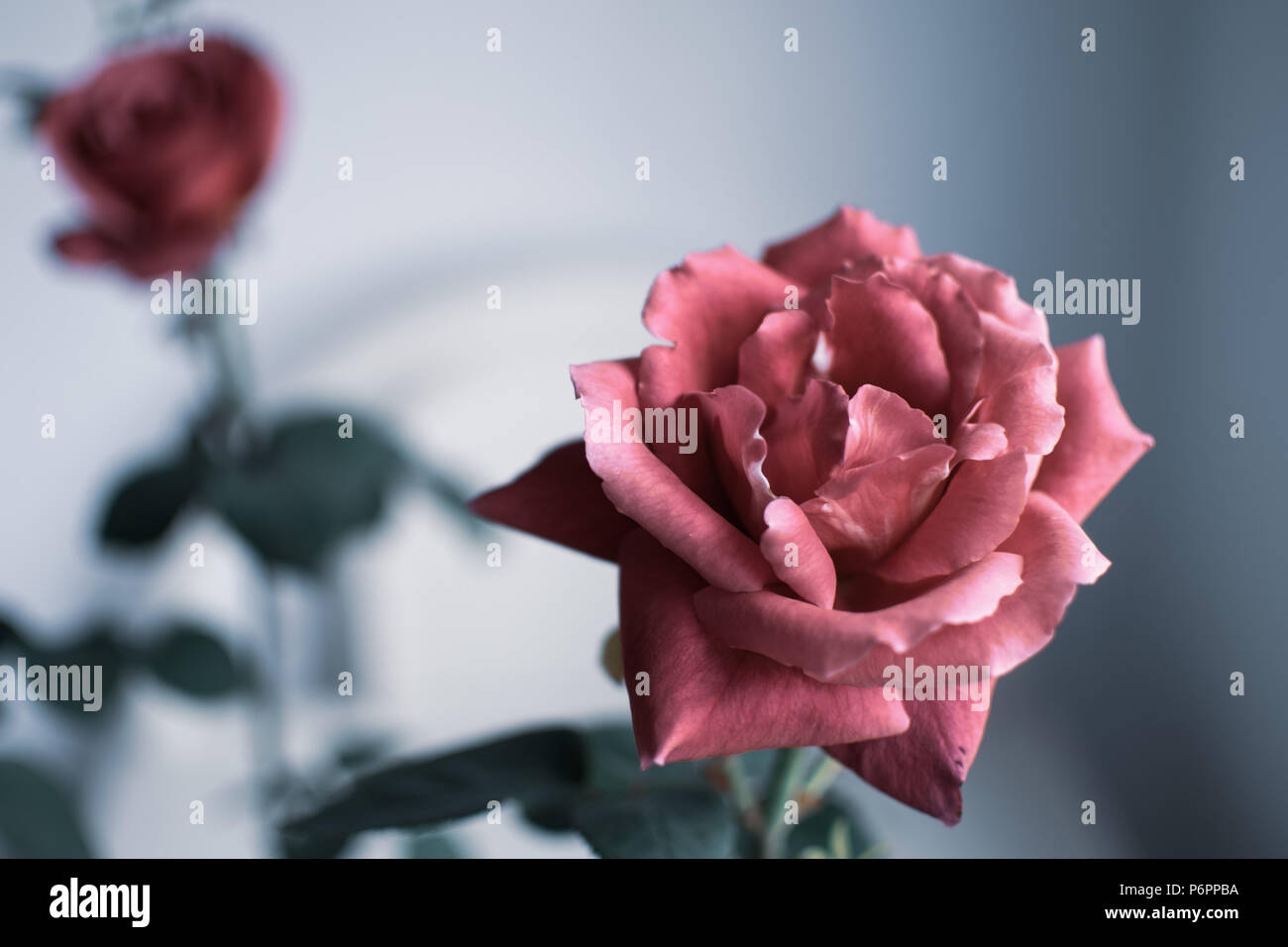 Blooming rose flower hi-res stock photography and images - Alamy