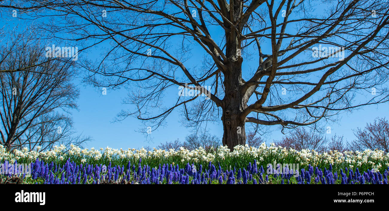 Spring Flowers Blooming, Indiana Stock Photo - Alamy