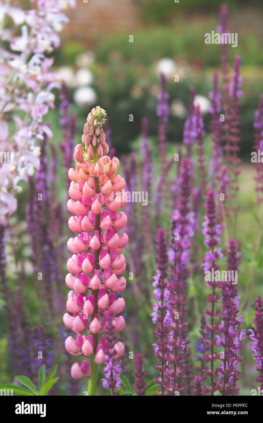 Pink Lupin Flower Stock Photo - Alamy