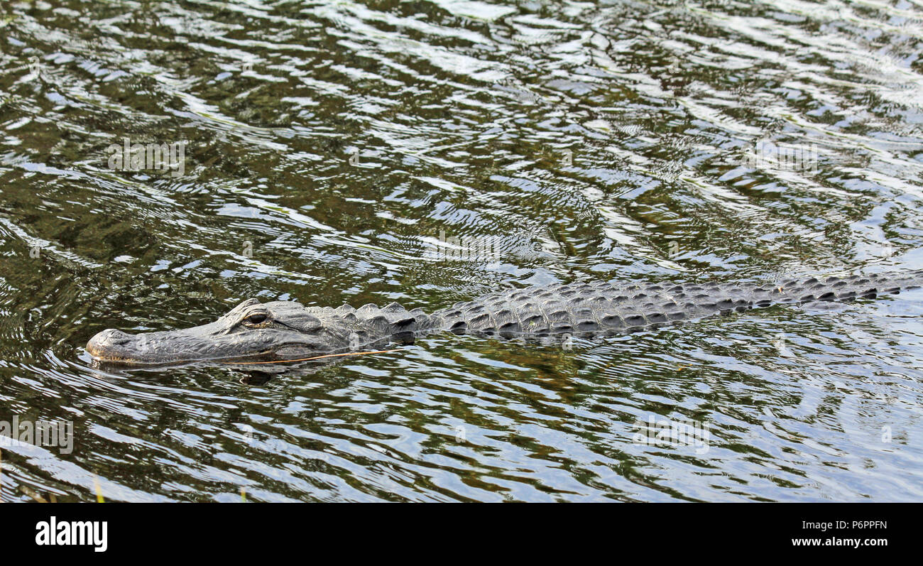 Alligator in water , Florida Stock Photo - Alamy