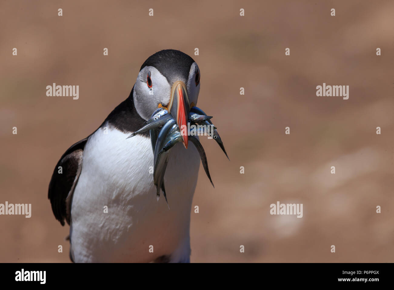 An Atlantic puffin with a bill full of sand eels returns to its burrow ...