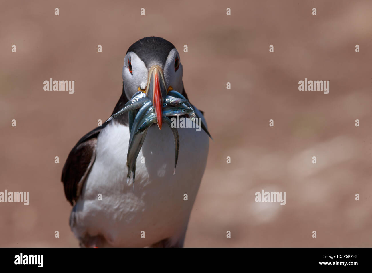 Atlantic puffin fish chick hi-res stock photography and images - Alamy