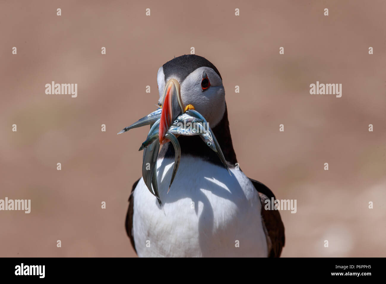 Atlantic puffin fish chick hi-res stock photography and images - Alamy