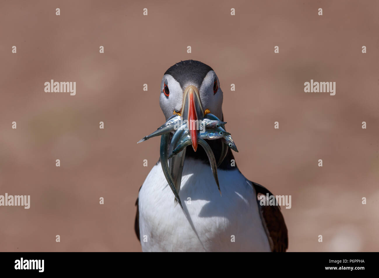 Atlantic puffin chick hi-res stock photography and images - Alamy