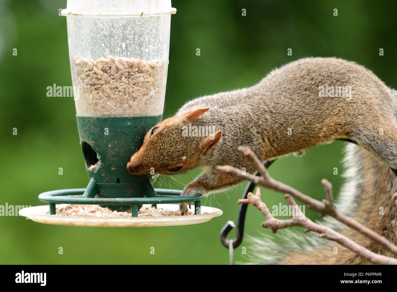 Close up of a grey squirrel stealing food from a bird feeder Stock ...