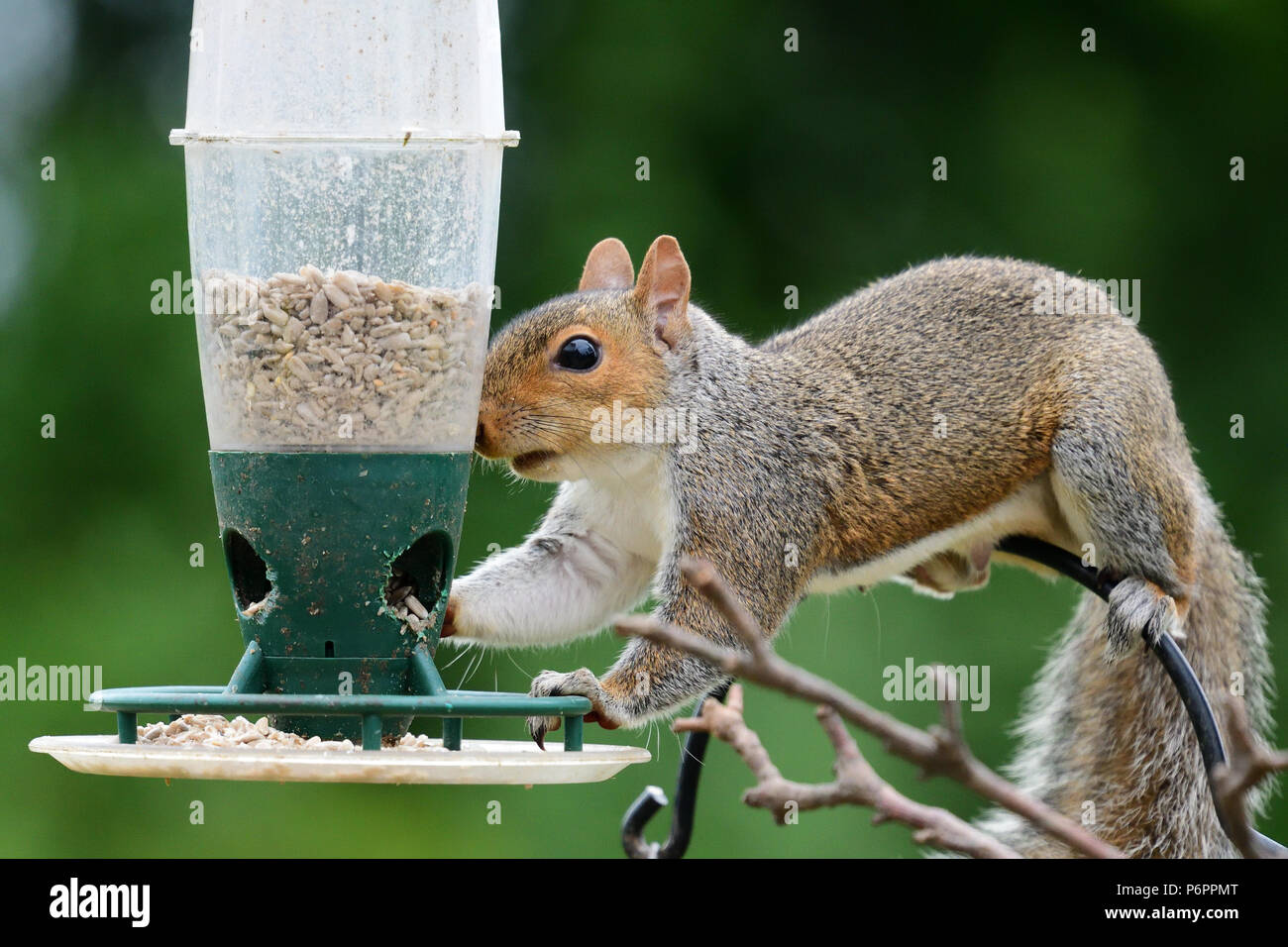 Close up of a grey squirrel stealing food from a bird feeder Stock ...