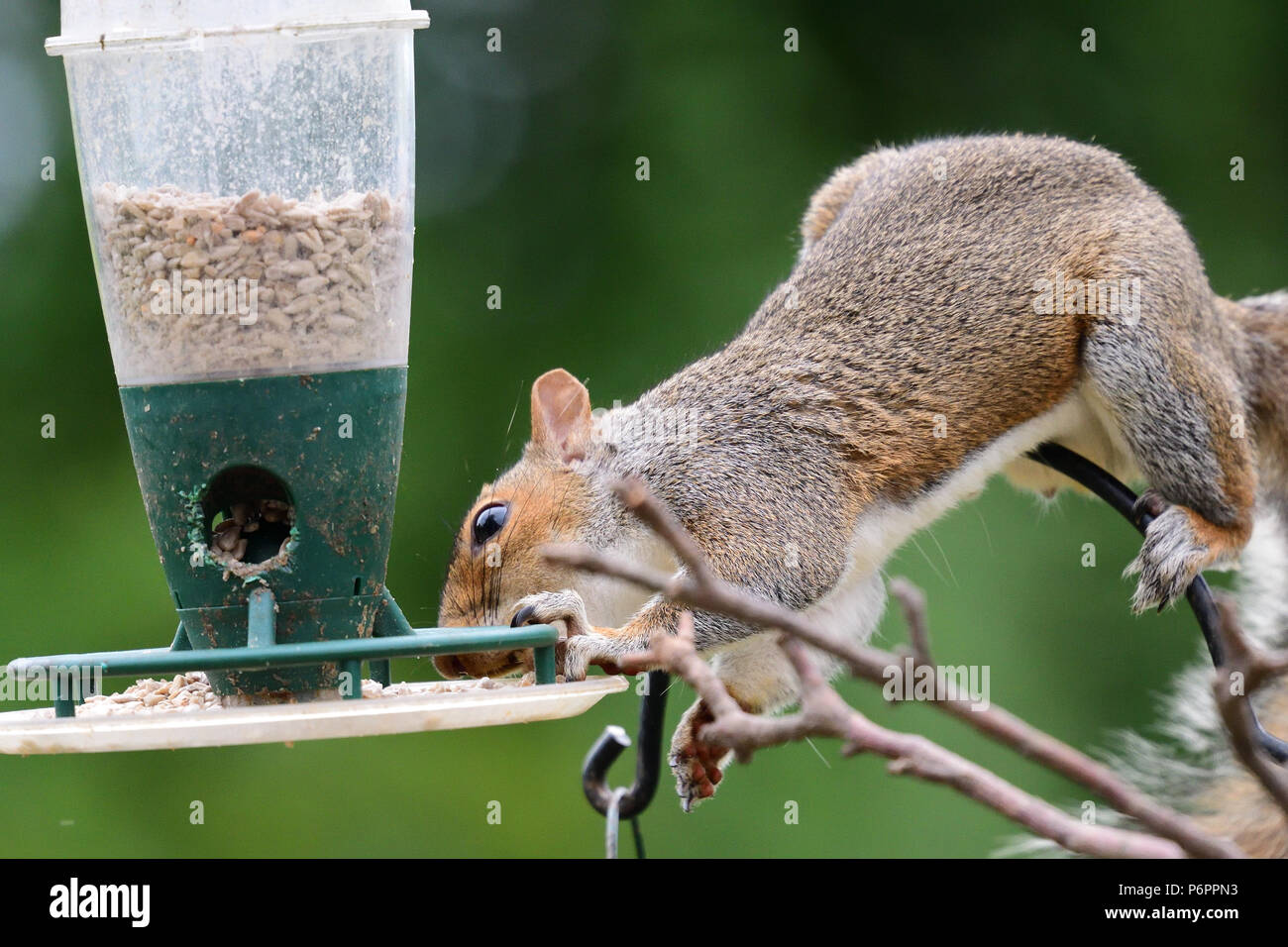Close up of a grey squirrel stealing food from a bird feeder Stock ...