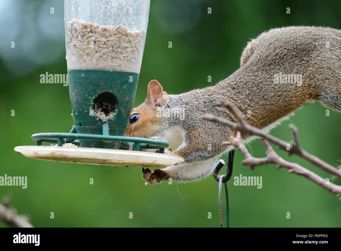 Resourceful squirrel hi-res stock photography and images - Alamy