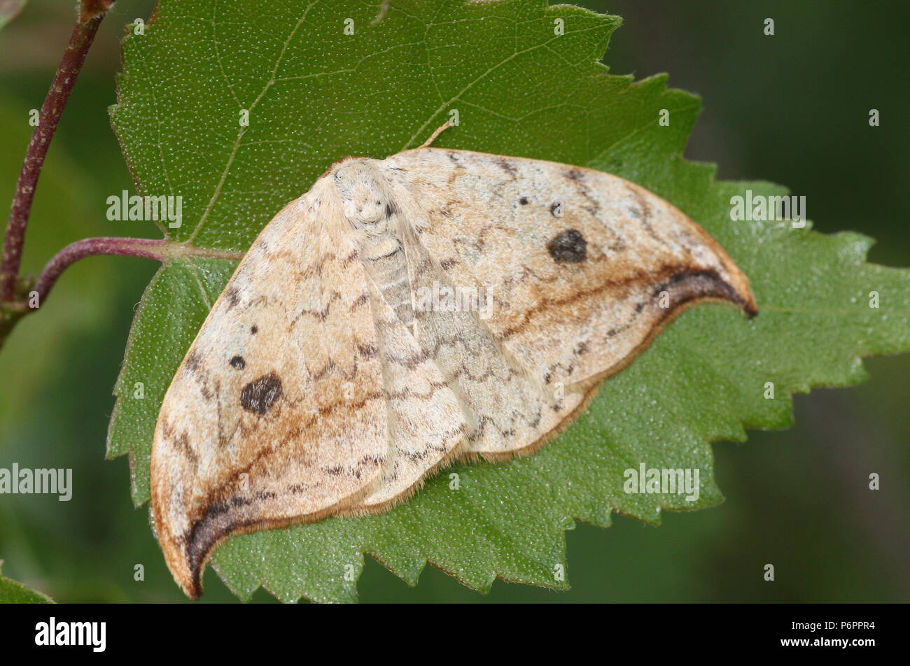 Pebble Hook Tip Moth High Resolution Stock Photography and Images - Alamy