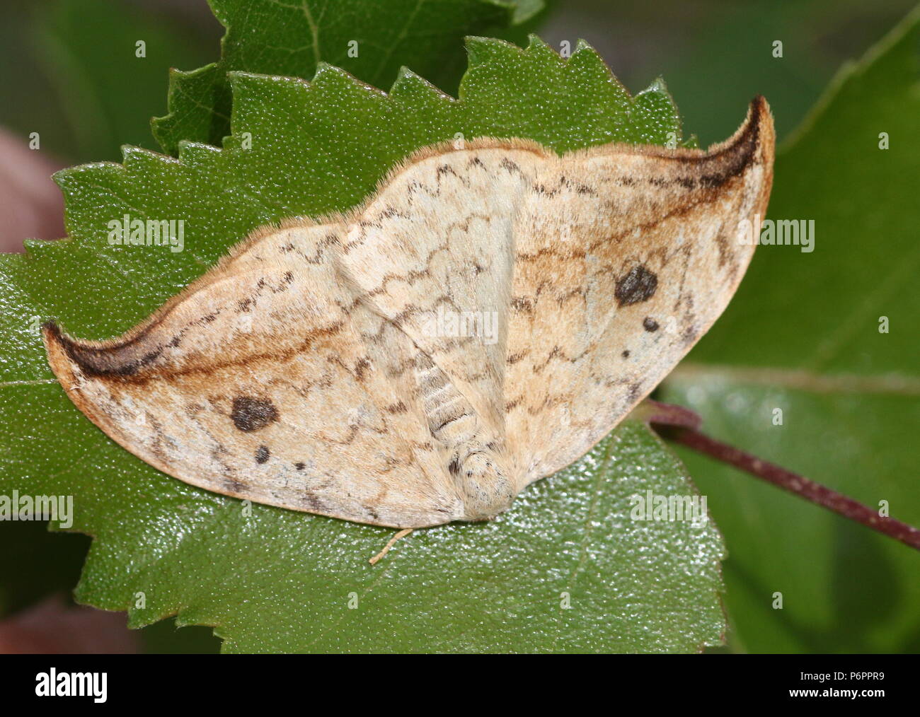 European Pebble Hook-tip Moth (Drepana falcataria) in closeup, dorsal ...