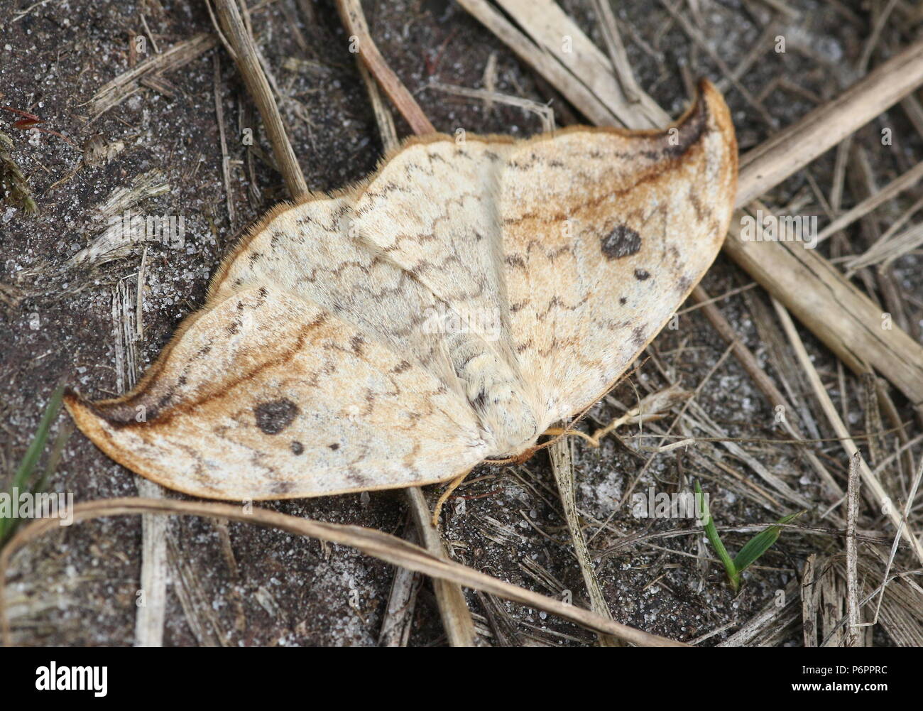 European Pebble Hook-tip Moth (Drepana falcataria) in closeup, dorsal ...