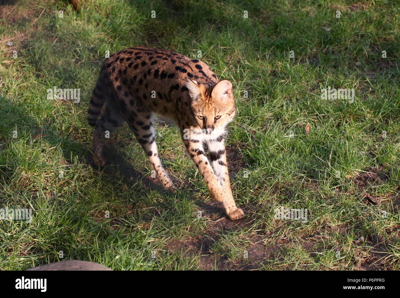 Female African Serval (Leptailurus serval) walking towards the camera ...