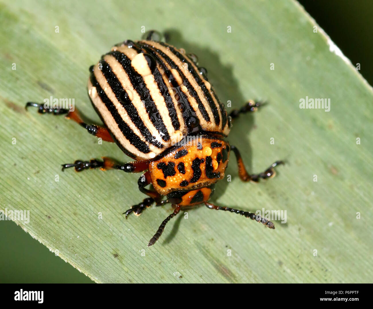 Colorado potato beetle (Leptinotarsa decemlineata) a harmful invasive ...
