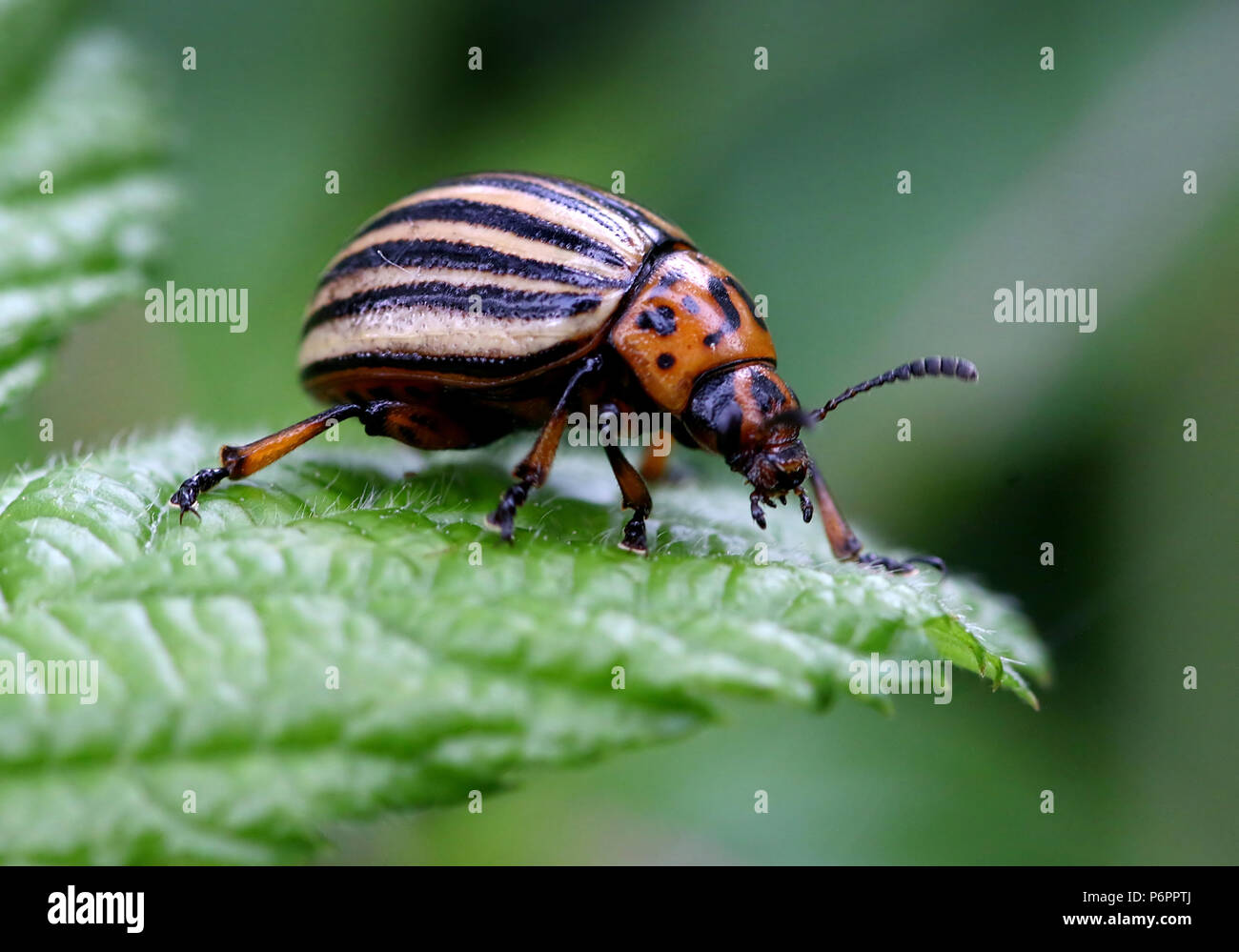 Colorado potato beetle (Leptinotarsa decemlineata) a harmful invasive ...