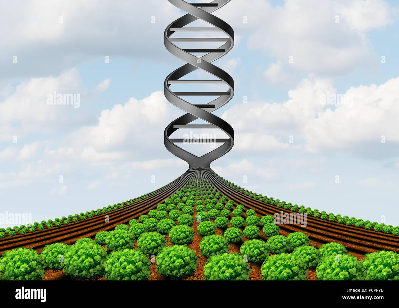 GMO farming and agricultural genetics and genetically modified crops or ...