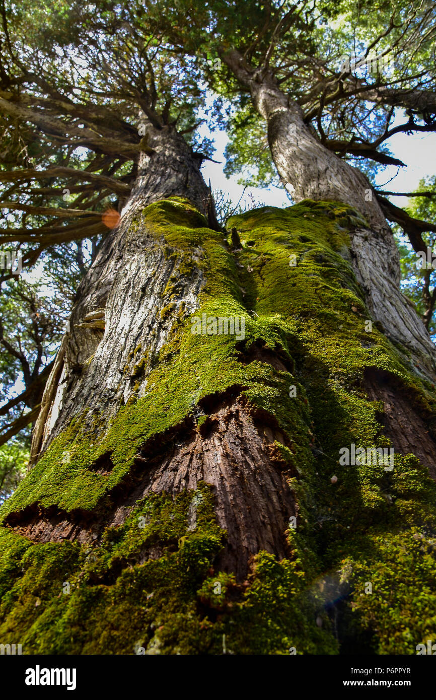 Big old tree covered with vegetation and moss in the argentinian ...