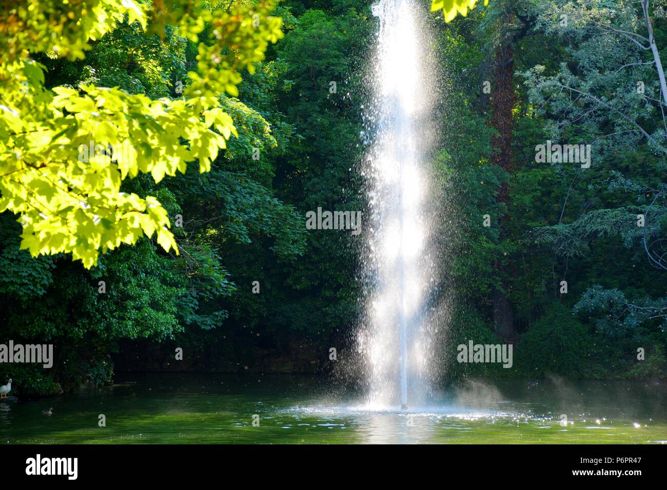 Pond by tall trees hi-res stock photography and images - Alamy