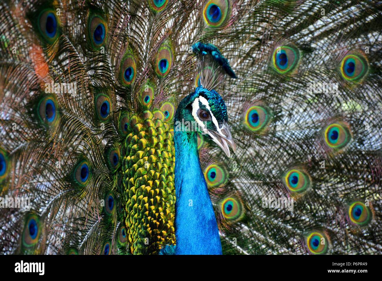 Eye of peacock hi-res stock photography and images - Alamy