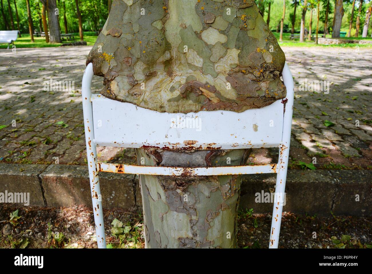 tree eating metal, metal inside the tree Stock Photo - Alamy