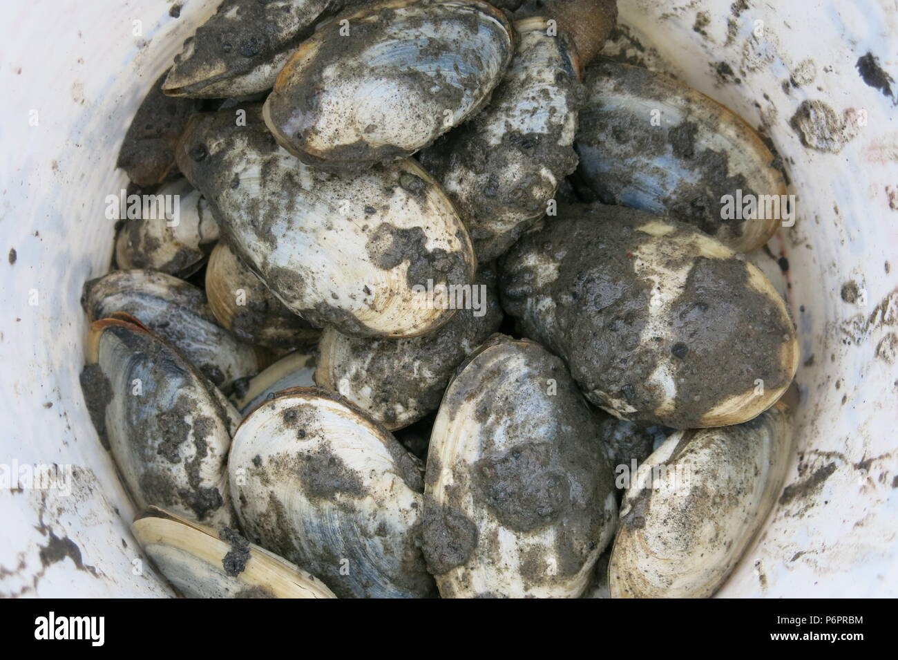 A bucket full of freshly dug clams from the muddy shallows at ...