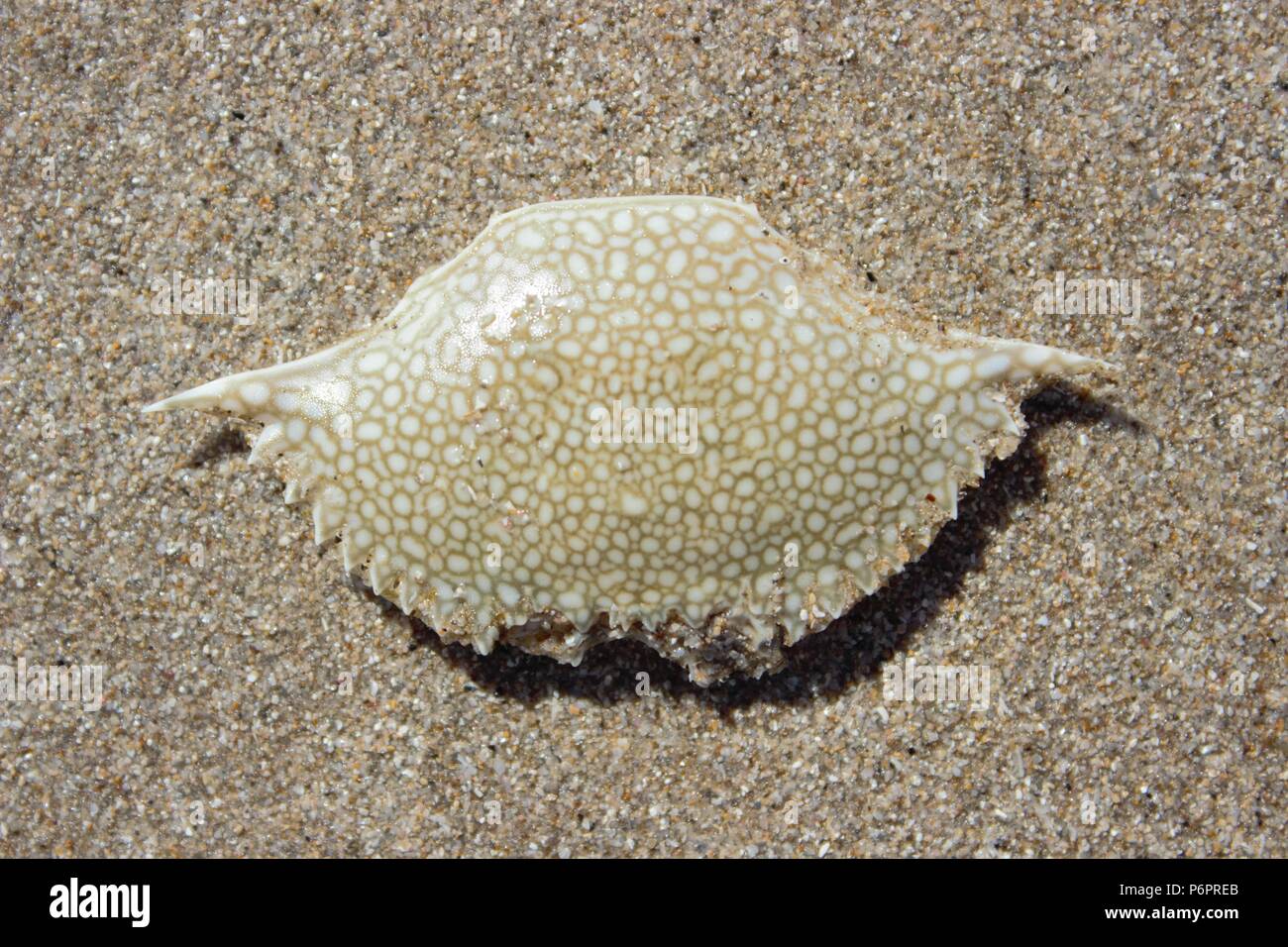 A Tiny Crabshell Left On The Beach Stock Photo - Alamy