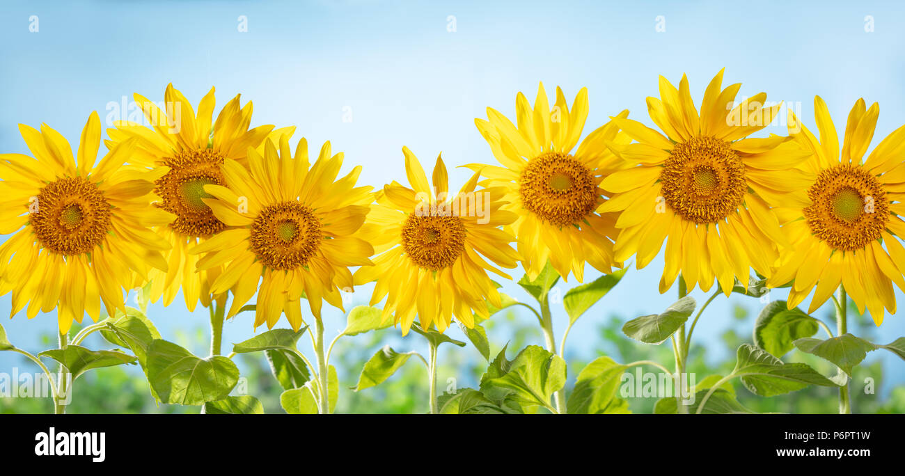 Sunflower natural background.suflower field Stock Photo - Alamy
