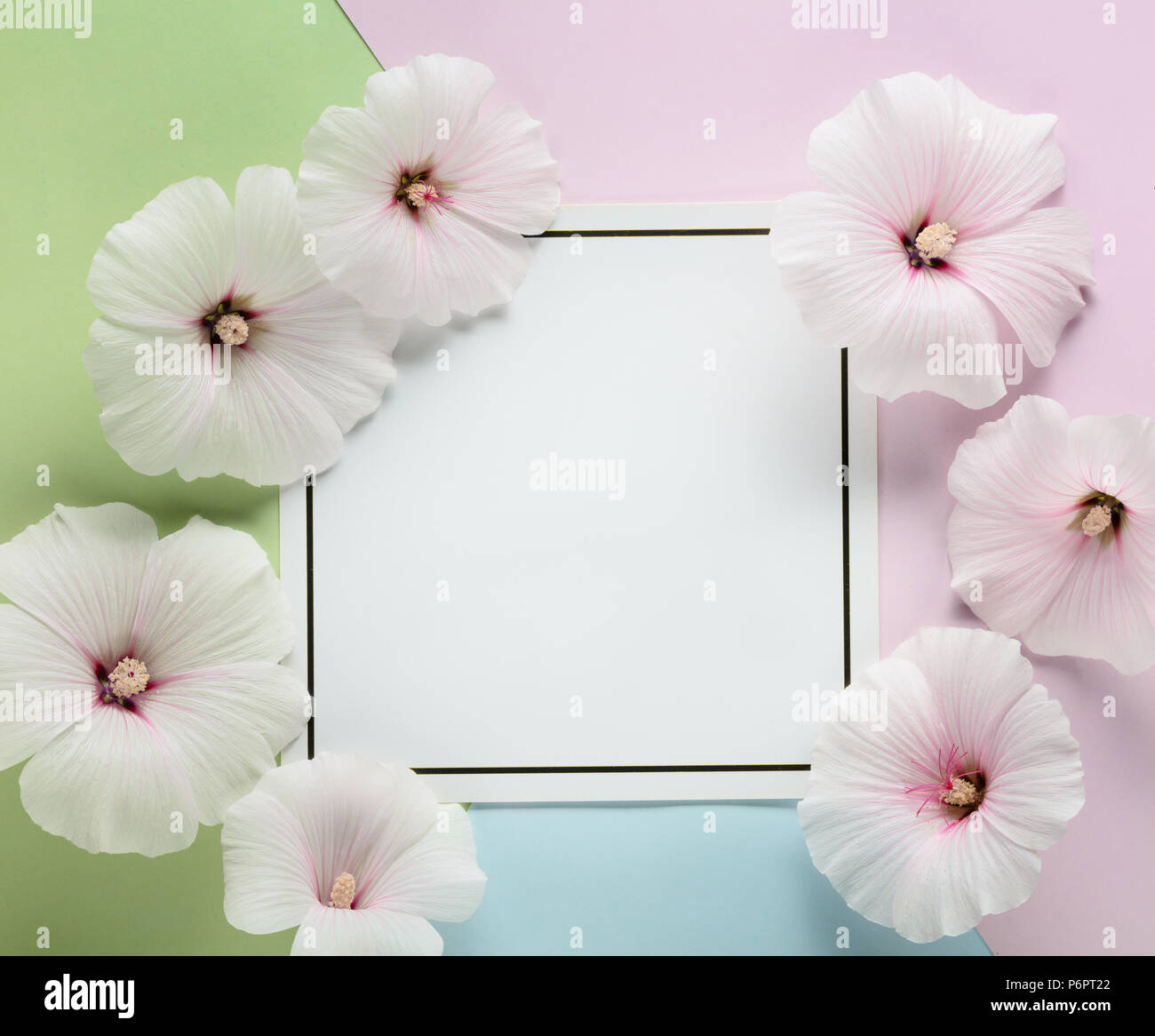 althaea rosea flower with card Stock Photo - Alamy