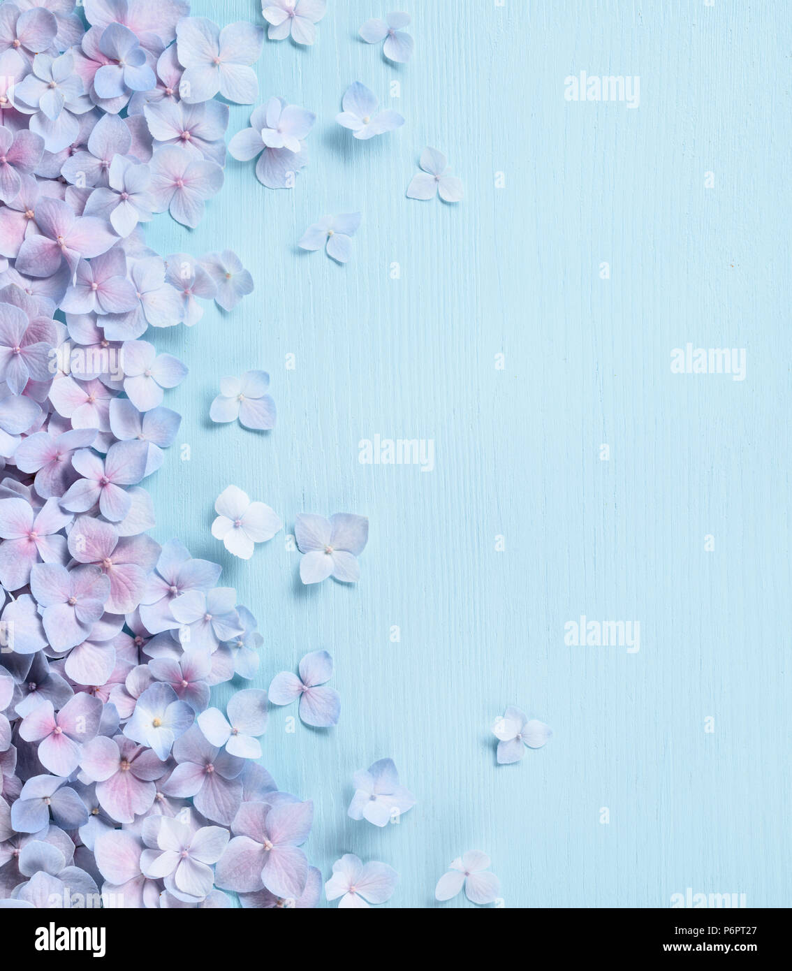 Hydrangea border hi-res stock photography and images - Alamy