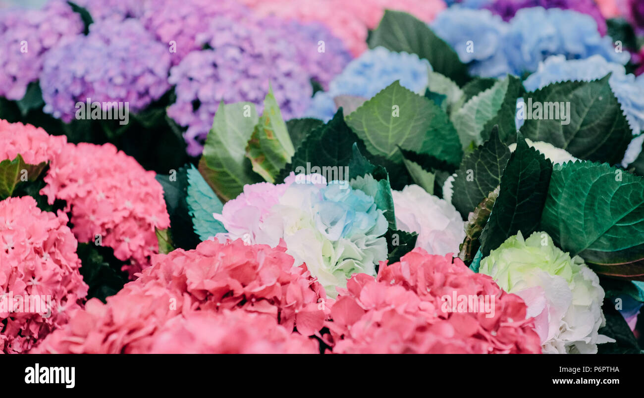 Shanghai, Shanghai, China. 1st July, 2018. Shanghai, CHINA-1st July ...