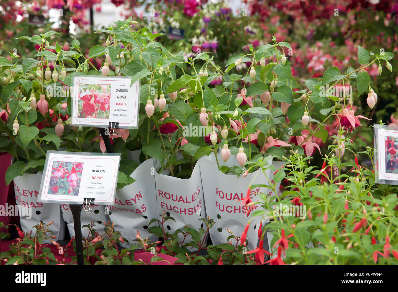 Fuchsias on display hi-res stock photography and images - Alamy