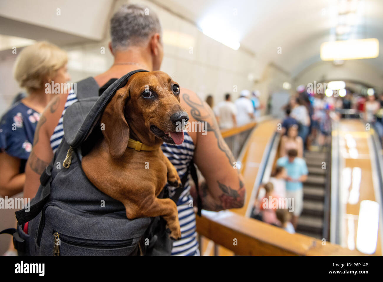 Man carrying his dog hi-res stock photography and images - Alamy
