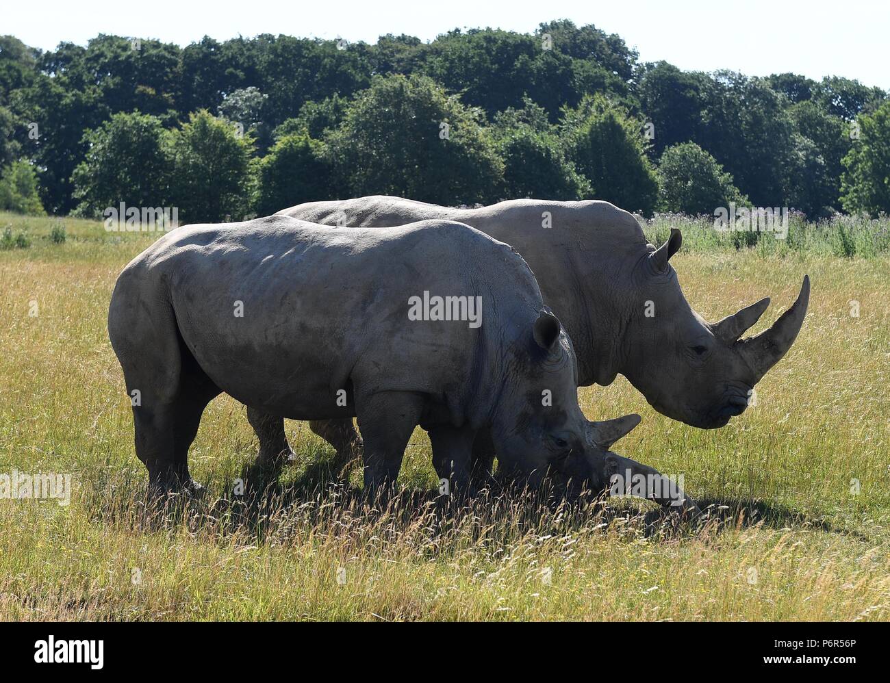 Whipsnade Zoo, Bedfordshire, UK. 2nd July 2018. General Views of the ...