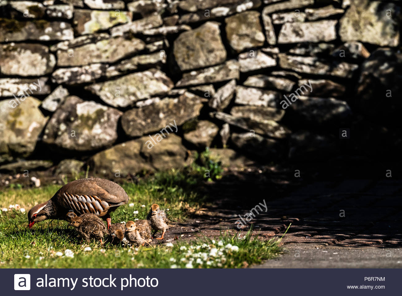 Partridge Chicks High Resolution Stock Photography and Images - Alamy
