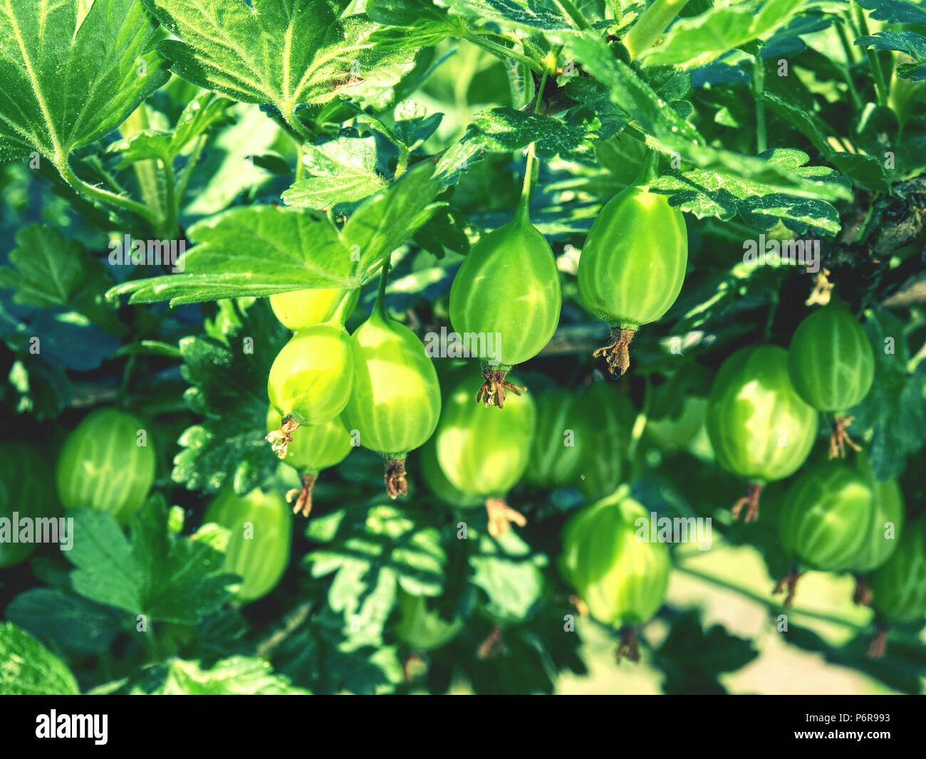 Bush of green gooseberry with unripe berries. Sour green gooseberries ...