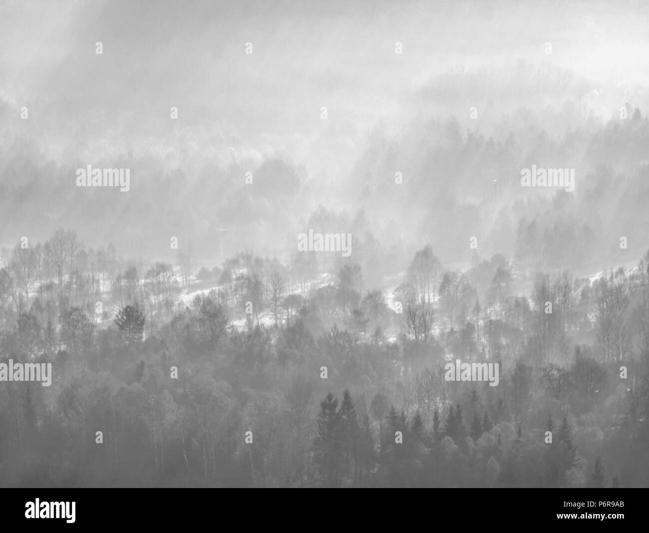 The misty land. High trees and hill peaks increased from thick fog. The ...