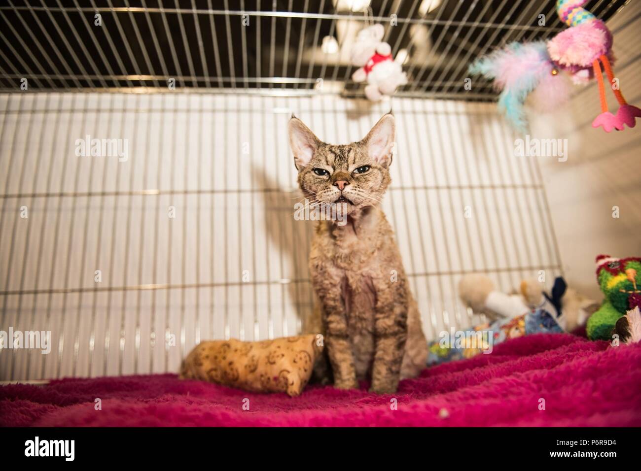 Birmingham ,Birmingham /England -circa 2018: NEC Birmingham Cat show ...