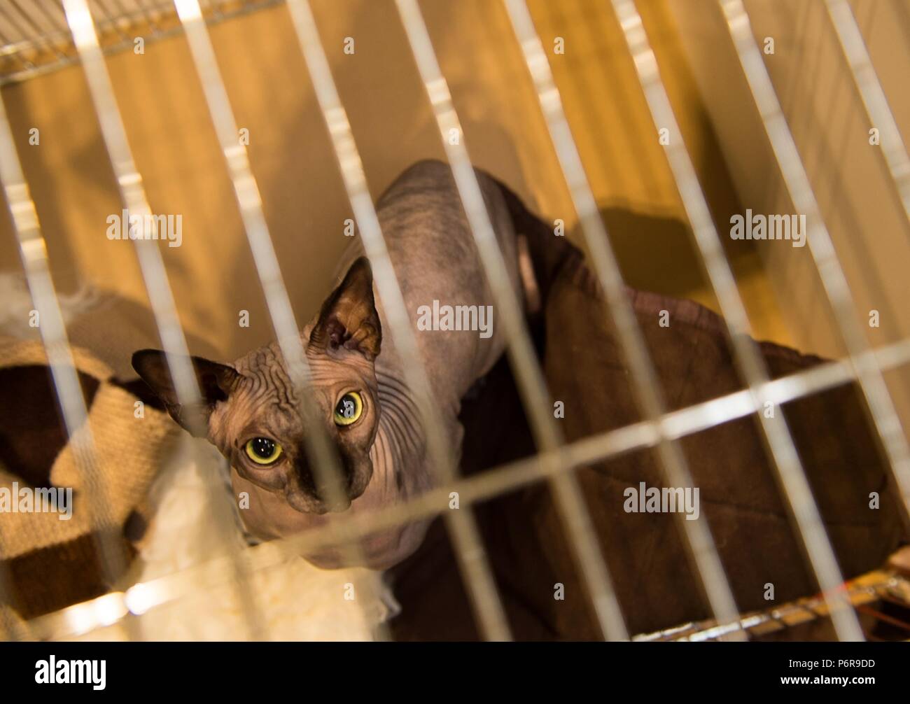 Birmingham ,Birmingham /England -circa 2018: NEC Birmingham Cat show ...