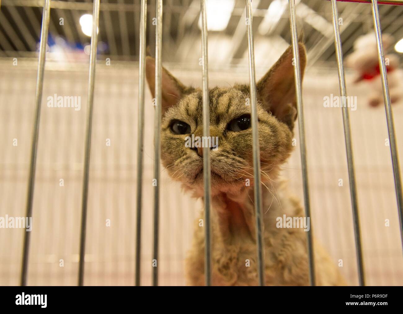 Birmingham ,Birmingham /England -circa 2018: NEC Birmingham Cat show ...