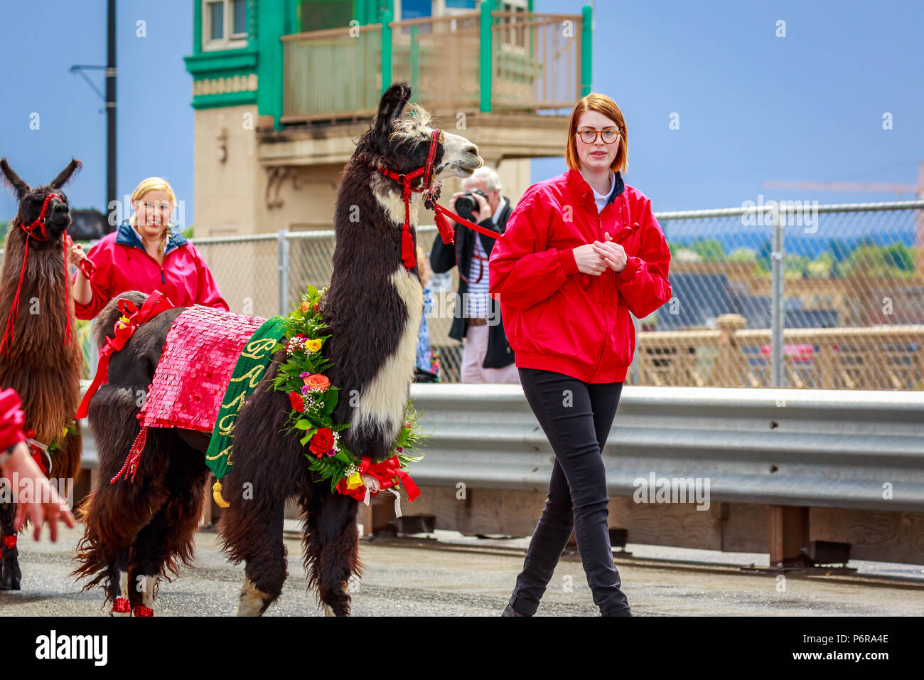 Portland, Oregon, USA - June 9, 2018: The Llamas of Southwest ...