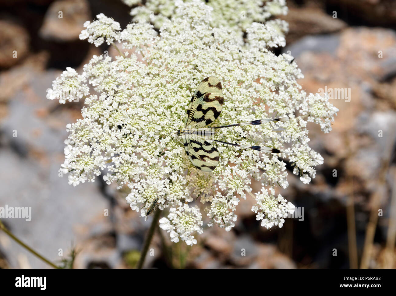 Nemoptera hi-res stock photography and images - Alamy