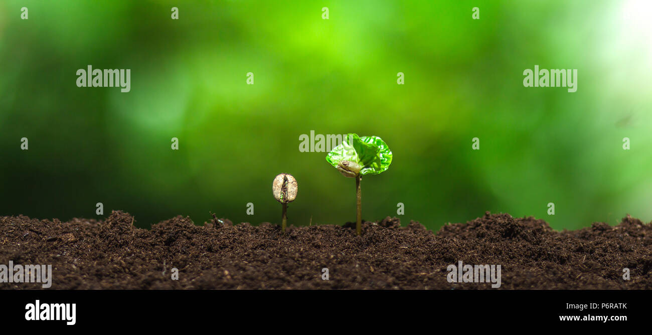 coffee seedling in nature plant a tree concept Stock Photo - Alamy