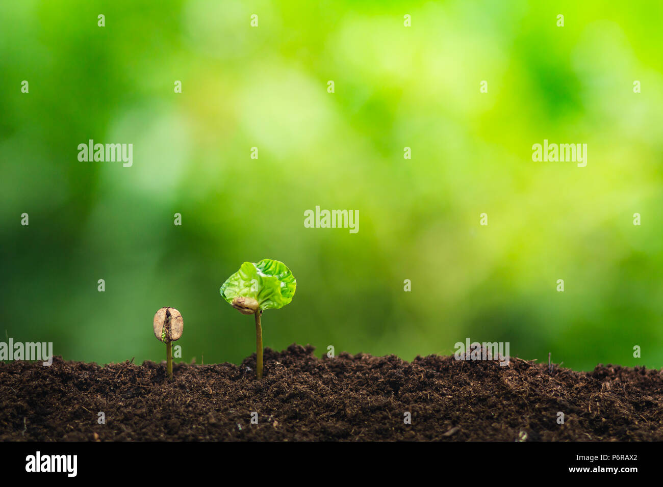 coffee seedling in nature plant a tree concept Stock Photo - Alamy